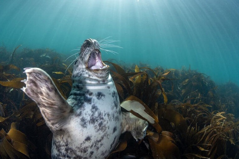 Fotografía subacuática o submarina de Henley Spiers